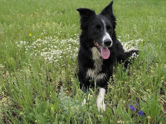 Happy 4th Birthday, Clover | Champion of My Heart